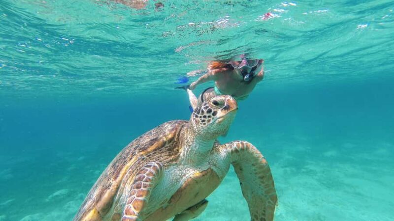 Akumal Reef & Turtle Swim - Cherished Moments and Authentic Encounters