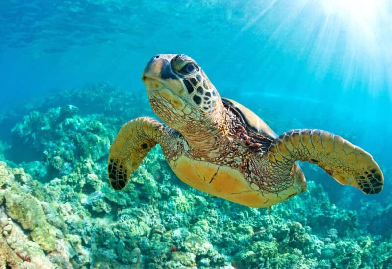 Akumal Reef & Turtle Swim - The Value of This Tour