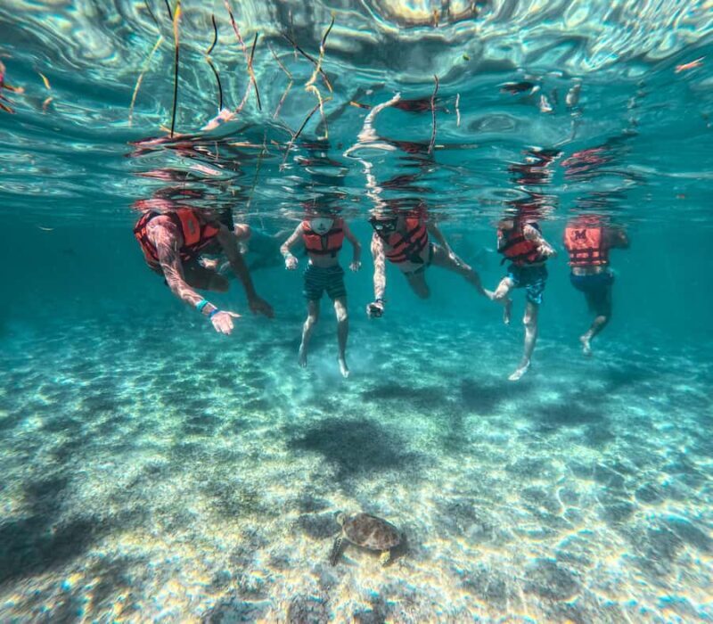 Akumal: Sea Turtles Snorkeling Tour with Park Entry Fee - An In-Depth Look at the Tour