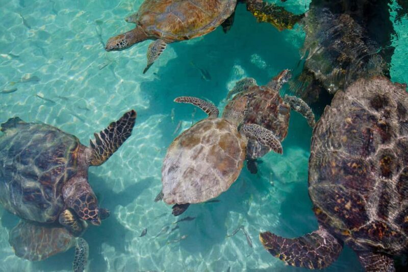 Akumal: Snorkeling Adventure with Turtles and Marine Life - What Travelers Say