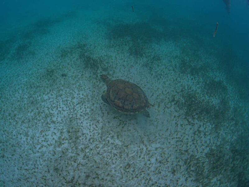 Akumal: Snorkeling and Turtle Watching Tour - Who Should Consider This Tour?