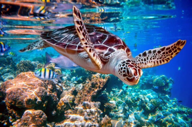 Akumal: Snorkeling with Marine Life and an Expert Tour Guide - Key Points