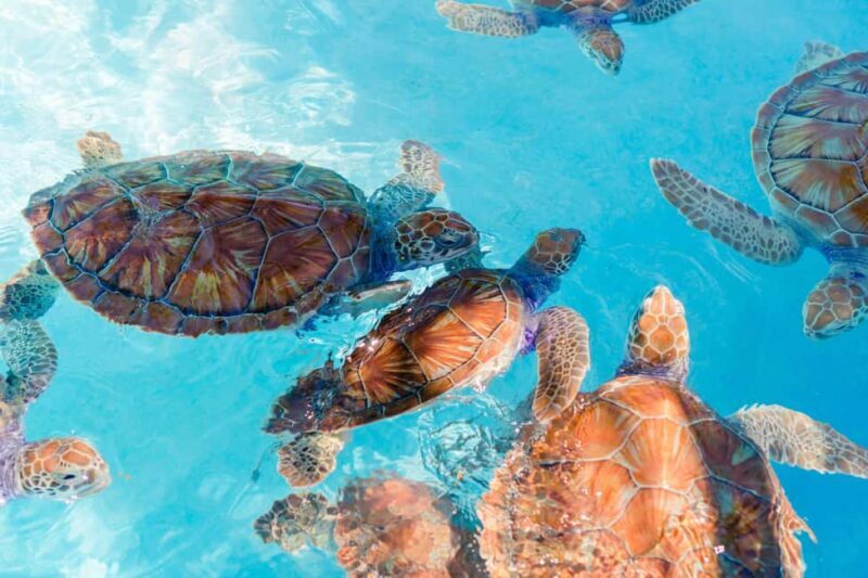 Akumal: Snorkeling with Marine Life and an Expert Tour Guide - The Experience in Detail