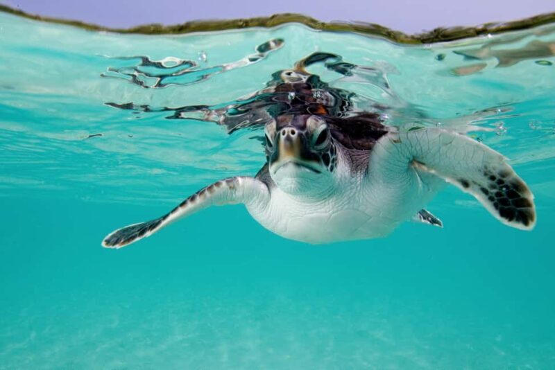 Akumal: Snorkeling with Marine Life and an Expert Tour Guide - Final Thoughts: Is It Worth It?
