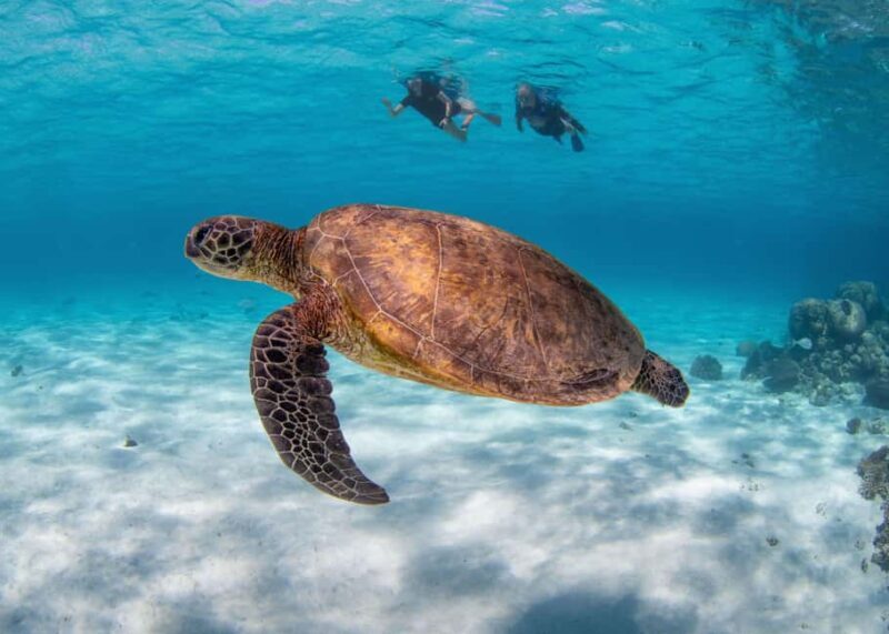 Akumal: Snorkeling with Marine Life and an Expert Tour Guide - FAQ