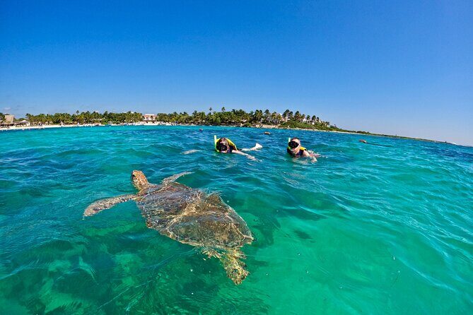 Akumal; Snorkeling with The Sea Turtles - An In-Depth Look at the Akumal Snorkeling Tour