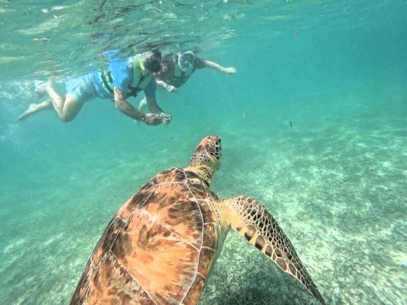 Akumal: Swim with sea turtles and coral reefs. - Key Points