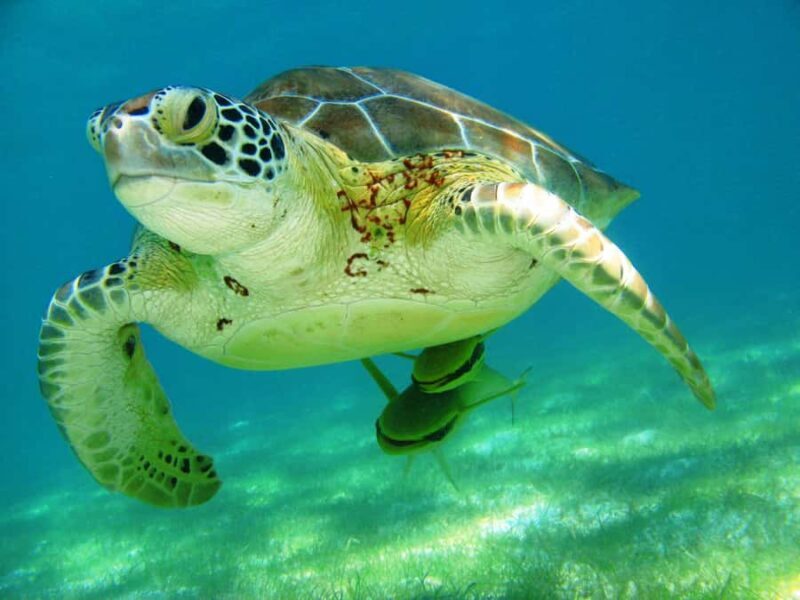 Akumal: Tsuuk Park Entry with Turtles Snorkeling Tour - Key Points