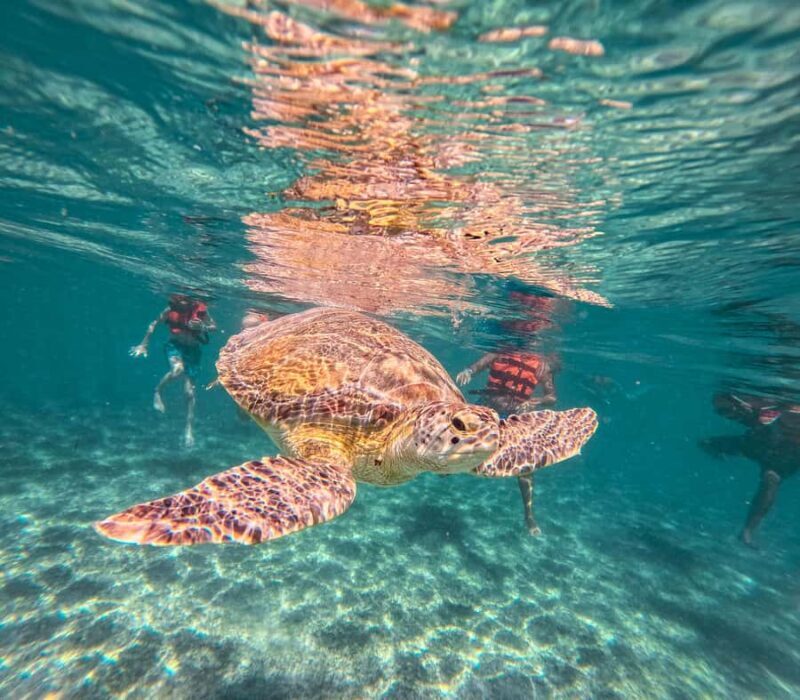 Akumal: Tsuuk Park Entry with Turtles Snorkeling Tour - An Honest Look at the Tour