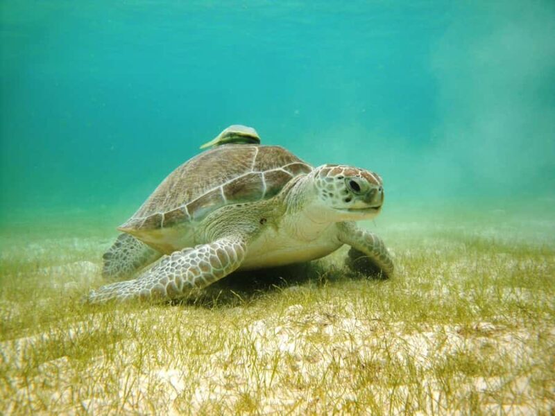 Akumal: Tsuuk Park Entry with Turtles Snorkeling Tour - Practical Tips for Making the Most of Your Tour
