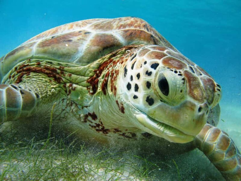 Akumal: Tsuuk Park Entry with Turtles Snorkeling Tour - Who Will Love This Tour?