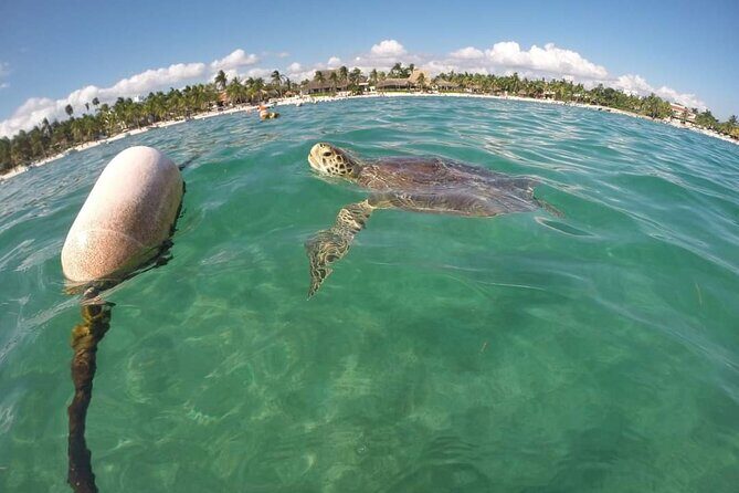 Akumal turtles sanctuary and go pro photos - Key Points
