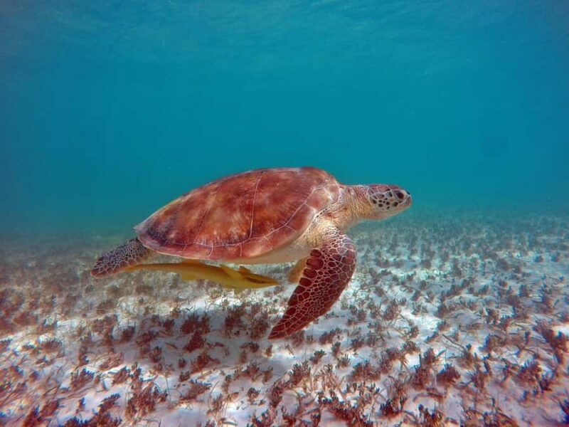 Akumal: Turtles Snorkeling Tour at Natural Paradise - Key Points