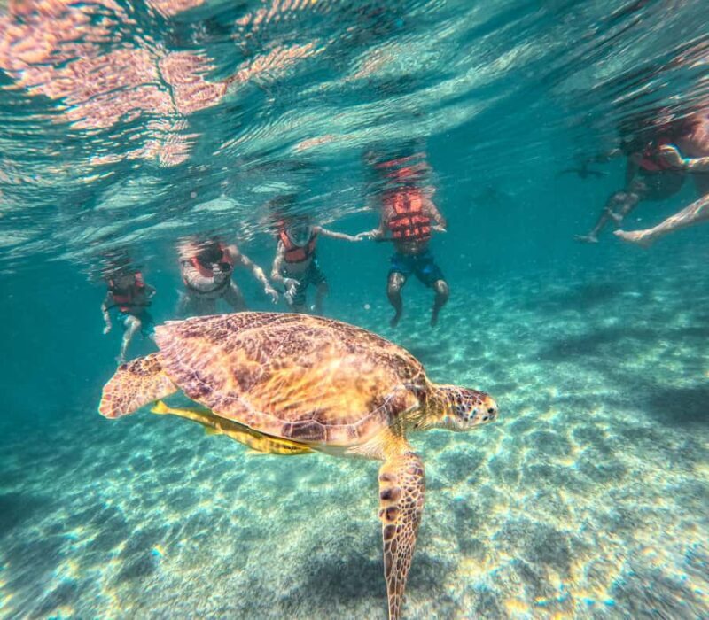 Akumal: Turtles Snorkeling Tour at Natural Paradise - FAQ