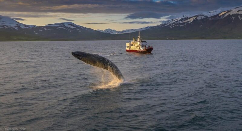 Akureyri: 3-Hour Classic Whale Watching Tour by Ship - Setting Out from Akureyri: The Departure and Meeting