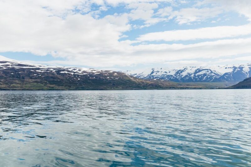 Akureyri: 3-Hour Classic Whale Watching Tour by Ship - Real Traveler Insights from Reviews