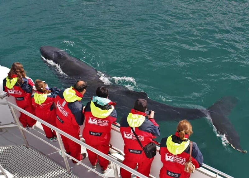 Akureyri: Food Walk and Whale Watching Tour - An In-Depth Look at the Experience
