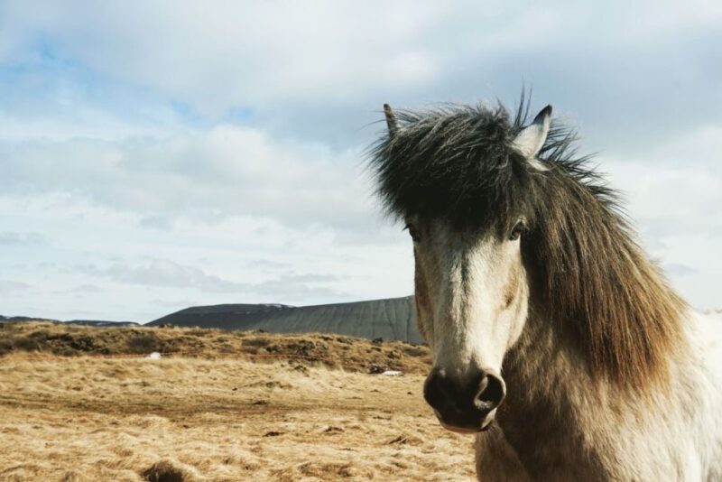 Akureyri Port: Lake Mývatn & Goðafoss Waterfall Day Trip - Optional: Relax at Myvatn Nature Baths