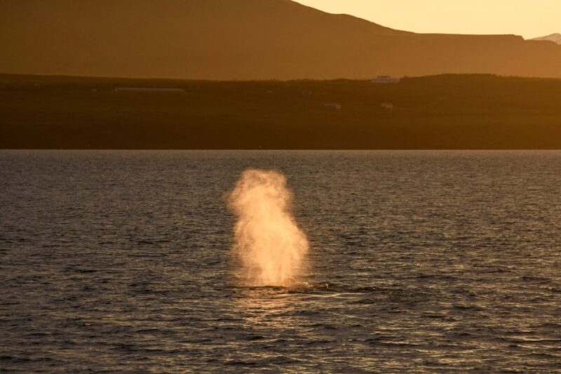Akureyri: Whale Watching in the Midnight Sun - Final Thoughts