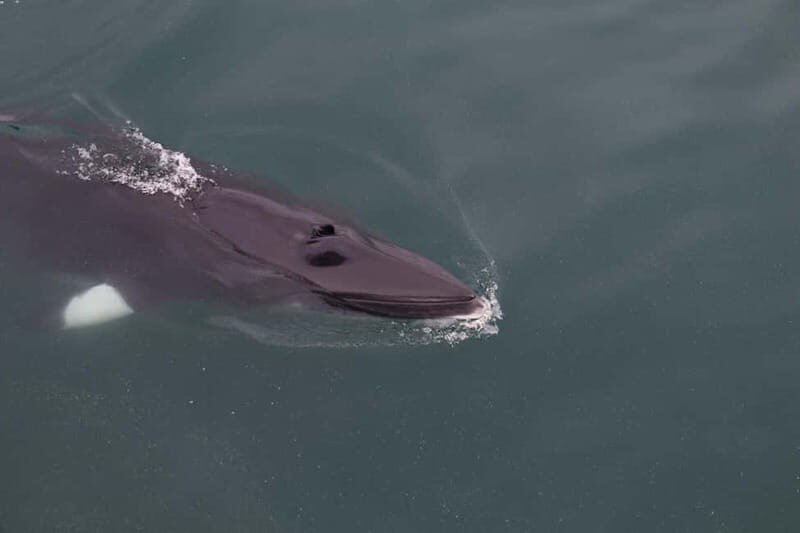 Akureyri: Whale Watching Shore Excursions - Key Points