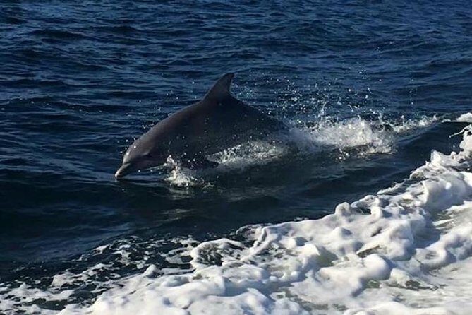 Alabama Gulf Coast Dolphin Cruise - The Value of the Experience