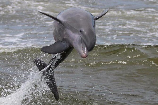 Alabama Gulf Coast Dolphin Cruise - Who Will Love This Cruise?