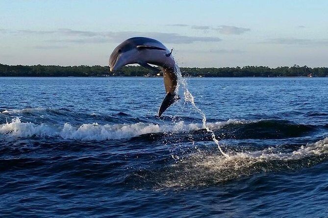 Alabama Gulf Coast Dolphin Cruise - The Sum Up