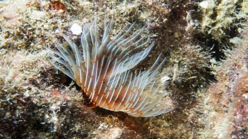Alanya: 2 Guided Scuba Dives with Lunch and Hotel Transfers - Key Points