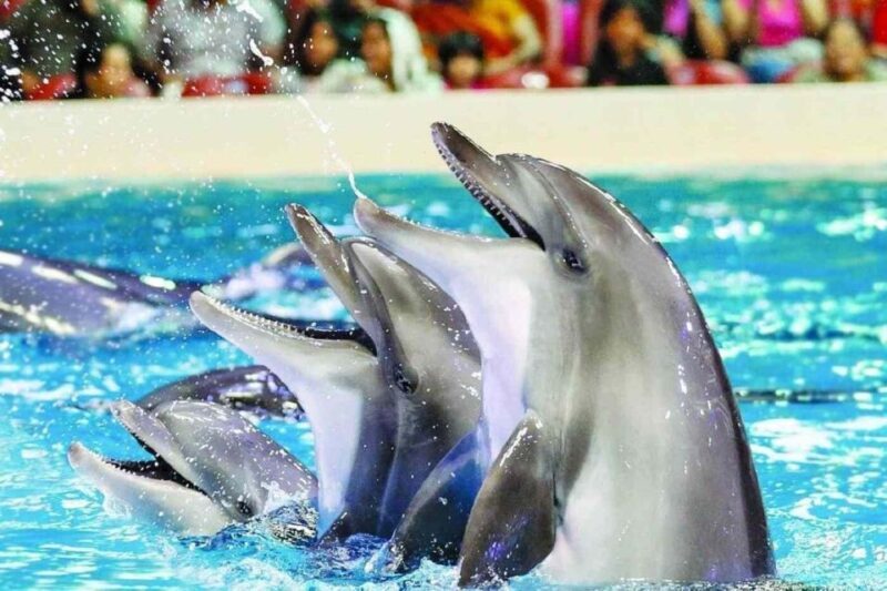 Alanya: Dolphin and Seal Show Ticket with Hotel Transfers - A Warm Welcome to Marine Entertainment in Alanya