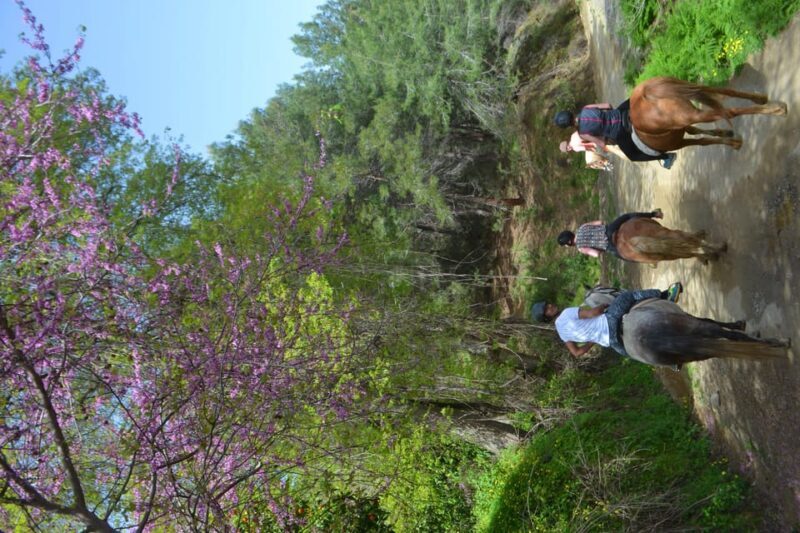 Alanya: Horse Riding Club Transfer Service - What Travelers Say: Authentic Feedback