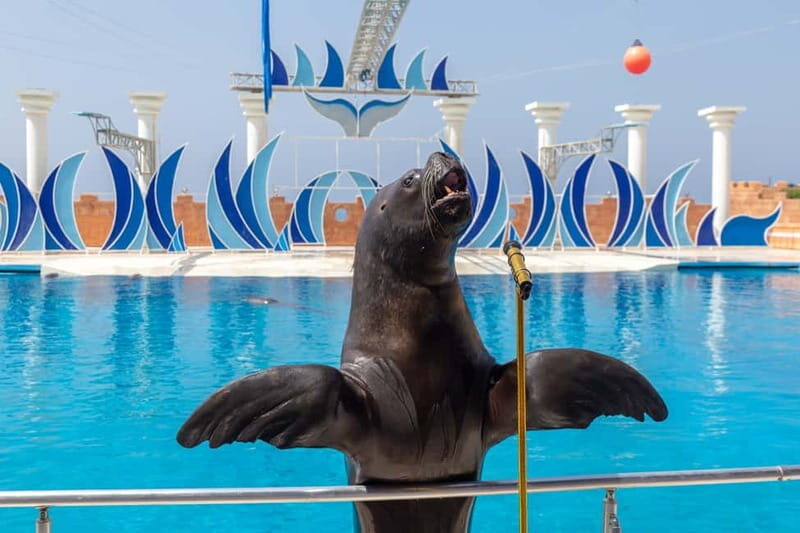 Alanya: Sealanya Dolphinpark Dolphin Show Tour - An Honest Look at the Experience