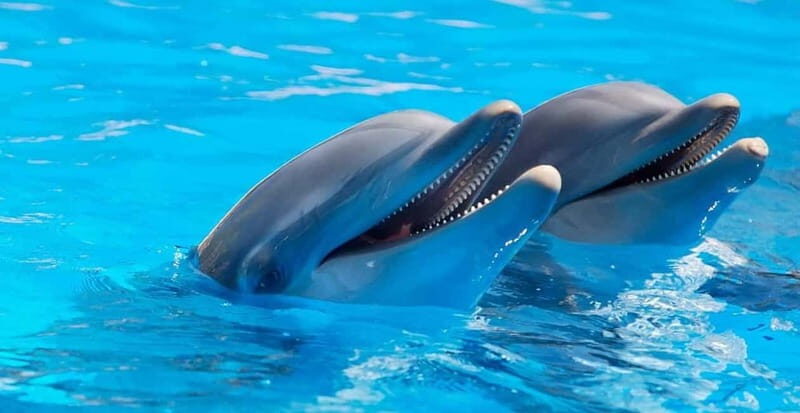Alanya: Sealanya Dolphinpark Dolphin Show Tour - The Practical Side: Value and Logistics