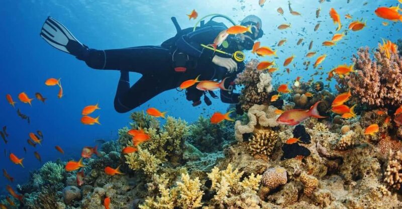 Alanya:Scuba Diving Boat Trip with Lunch and Transfer - The Dives: What You Can Expect