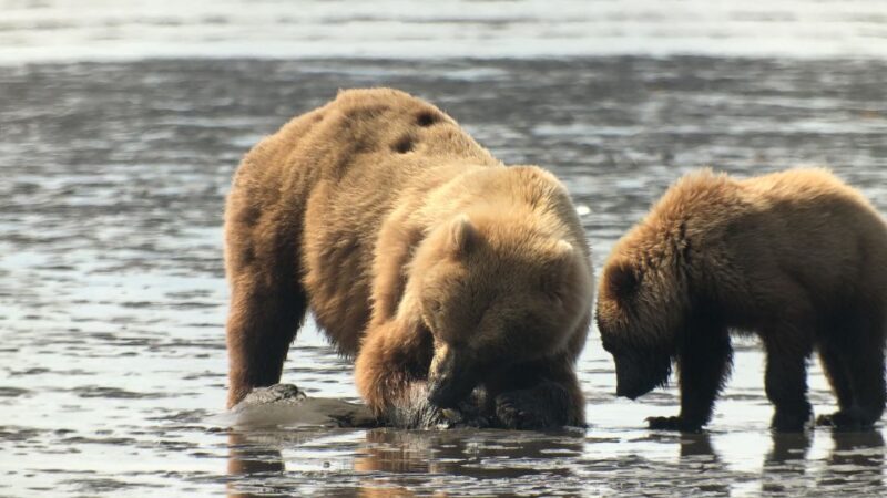Alaska 9 Day Ocean Wildlife to Interior Wilderness Adventure - The Itinerary Breakdown: What Youll Experience