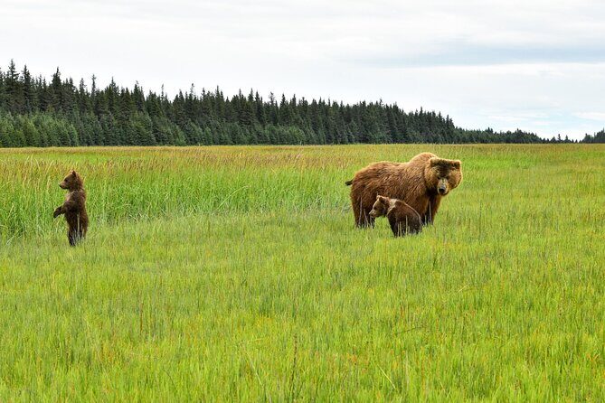 Alaska Bear Viewing Adventure from Seward - Key Points