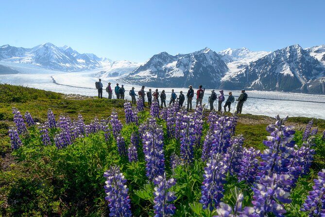 Alaska Heli Hiking - ANCHORAGE AREA - Why Consider This Tour?