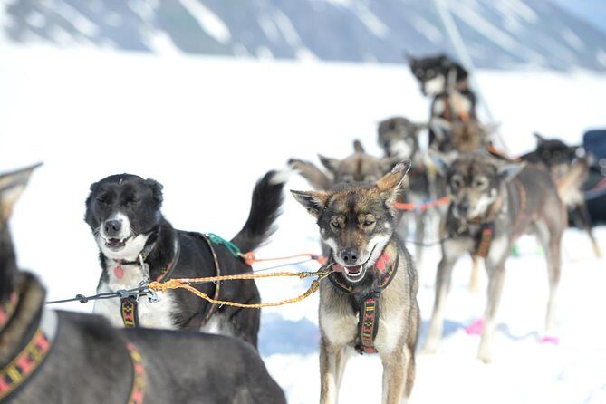Alaska Helicopter and Glacier Dogsled Tour - ANCHORAGE AREA - Practical Tips for Travelers