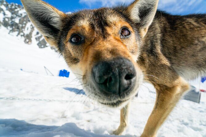 Alaska Helicopter and Glacier Dogsled Tour - SEWARD AREA - The Sum Up