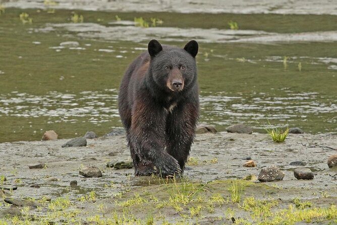 Alaska Native Cultural and Wildlife Adventure - Starting Point and Overall Structure