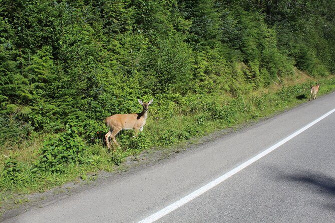 Alaska Native Cultural and Wildlife Adventure - Practical Considerations
