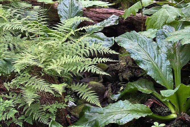 Alaska Nature Immersion: Forest Therapy Tour in Haines, Alaska - Comparing Value to Other Alaska Experiences