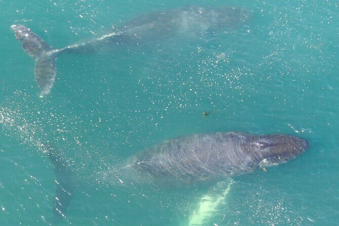 Alaska Whale Watching with bonus Drone viewing of Whales - An Authentic Alaska Experience with an Eye to Value