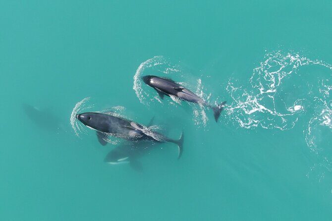 Alaska Whale Watching with bonus Drone viewing of Whales - The Value of This Experience