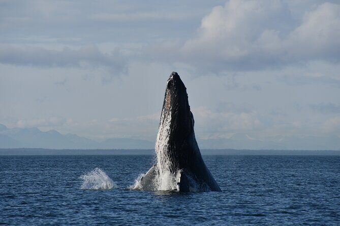 Alaska Whale Watching with bonus Drone viewing of Whales - Who Will Benefit Most?
