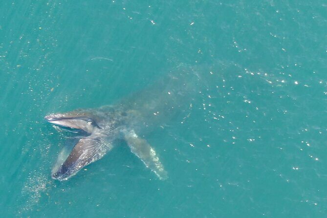 Alaska Whale Watching with bonus Drone viewing of Whales - Detailed Breakdown of the Experience