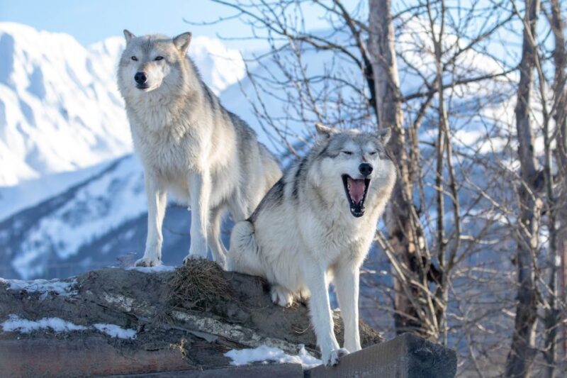 Alaska Wildlife Conservation Center: Admission Ticket - An Honest Look at the Alaska Wildlife Conservation Center Admission Ticket