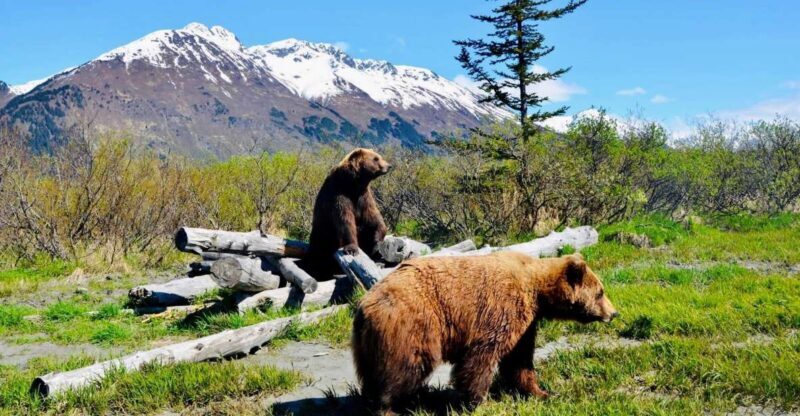 Alaska Wildlife Conservation Center: Admission Ticket - What You Can Expect From Your Visit to AWCC