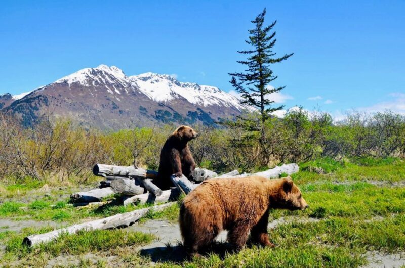 Alaska Wildlife Conservation Center: Admission Ticket - Who Will Get the Most Out of This Tour?