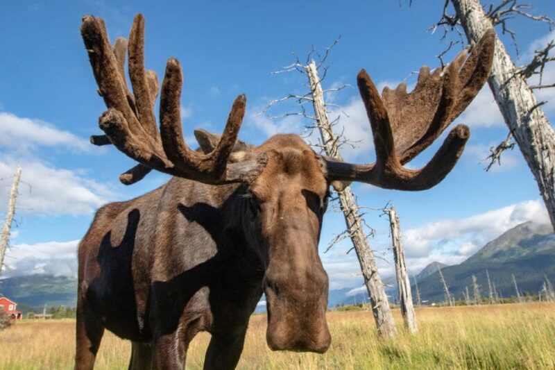 Alaska Wildlife Conservation Center: Admission Ticket - In Final Words