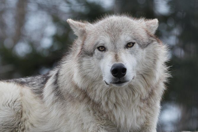 Alaska Wildlife Day Tour with Free Hotel Pickup - Embarking on Your Alaska Wildlife Adventure